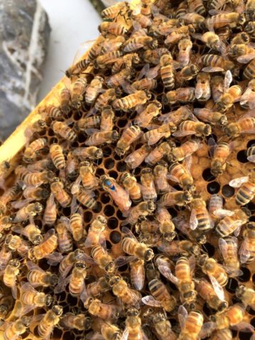 Photo Gallery - Western MD Apiaries - Bee Production & Beekeeping Store in Frederick, MD