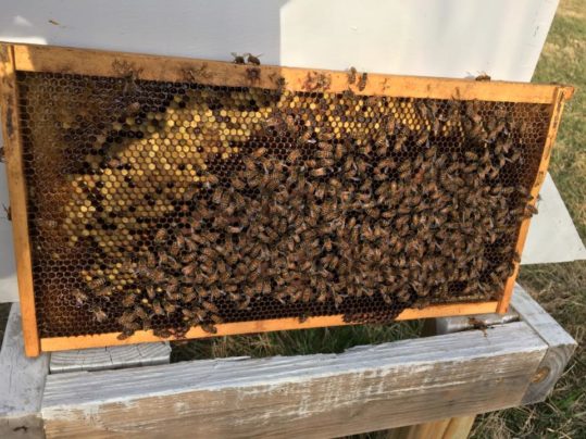 Photo Gallery - Western MD Apiaries - Bee Production & Beekeeping Store in Frederick, MD