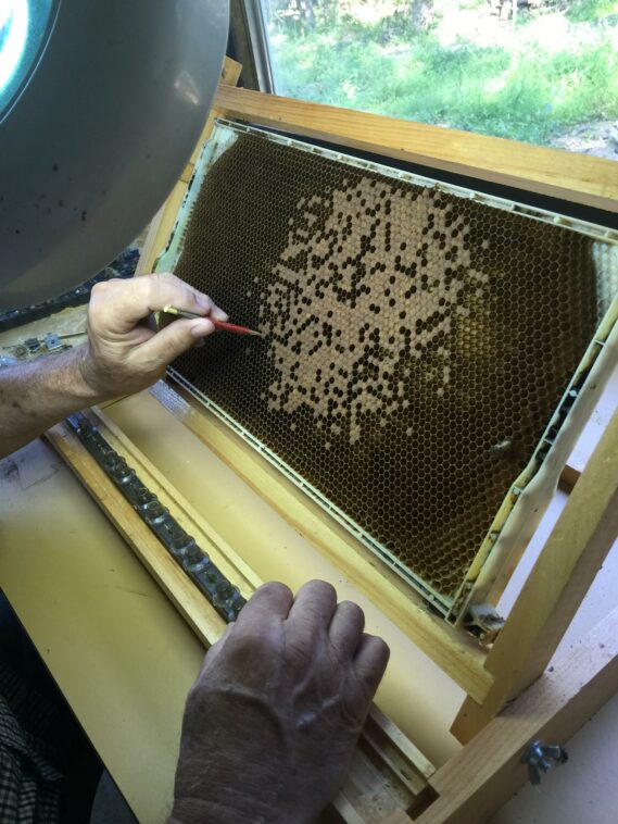 Photo Gallery - Western MD Apiaries - Bee Production & Beekeeping Store in Frederick, MD