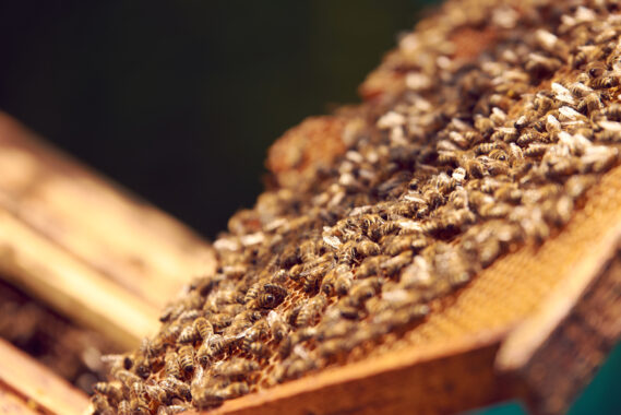 Photo Gallery - Western MD Apiaries - Bee Production & Beekeeping Store in Frederick, MD